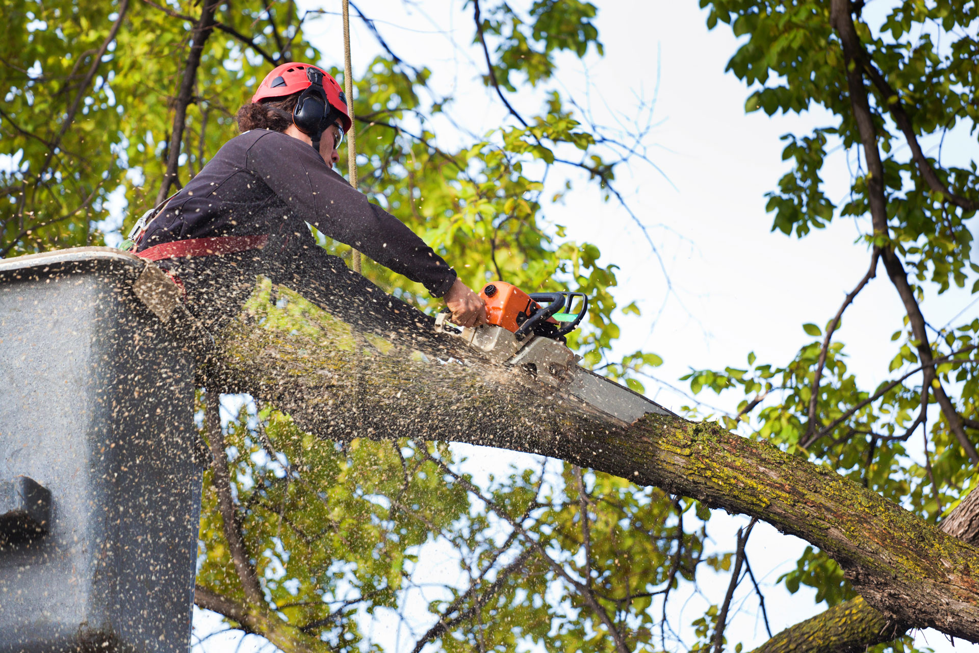 Healey Tree Works - Tree Care Services | Amherst NH